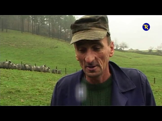 Gračanica: Psi lutalice zaklali 17 ovaca | RTVTK | Najbliži Vama!